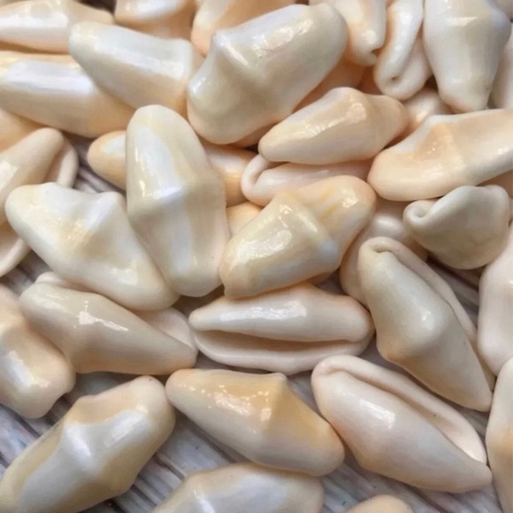 Shell Island Trading Co | Accents | Rare Flamingo Tongues Seashells ...